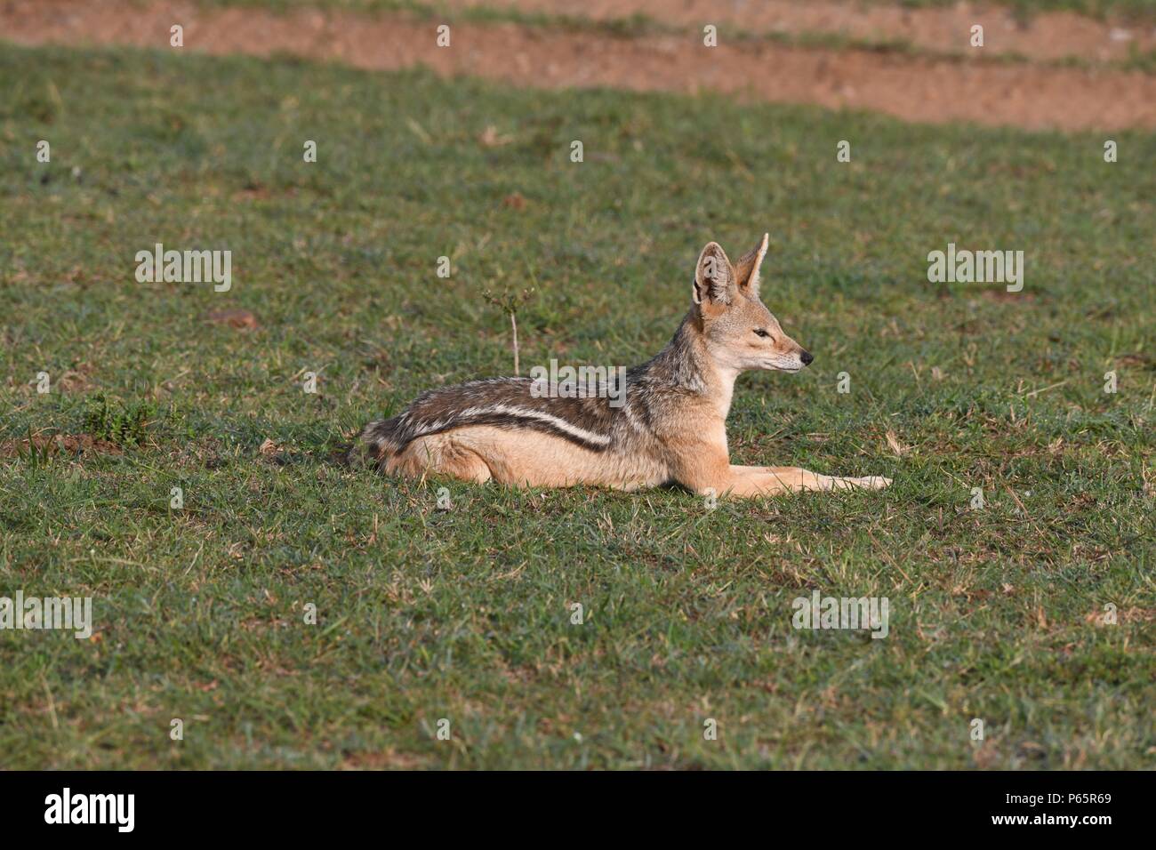 The Side Striped Jackal (Canis adustus) Maasai Mara, Kenya Stock Photo ...