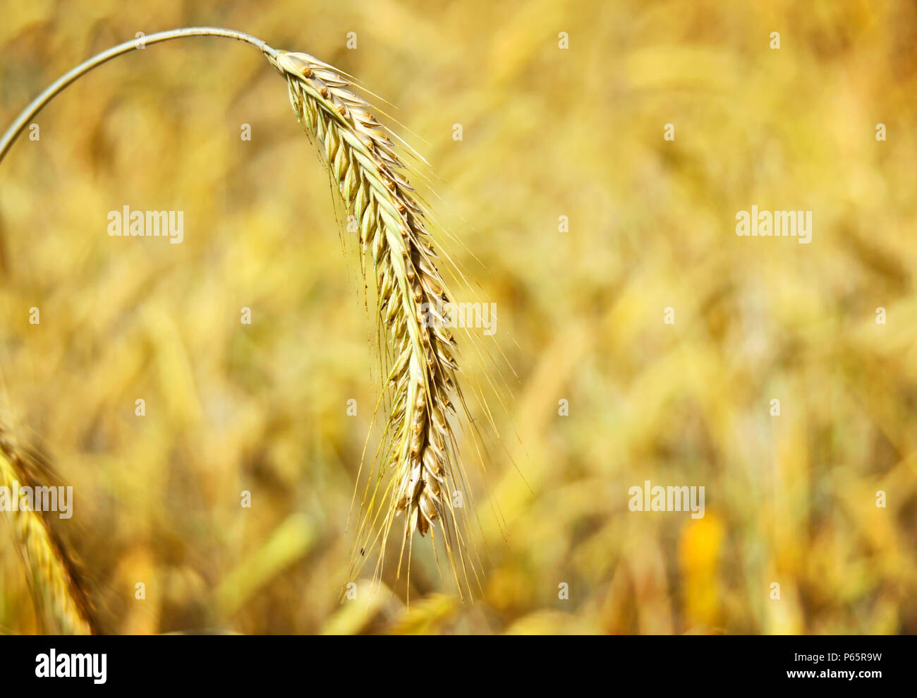 Golden field scenery hi-res stock photography and images - Alamy