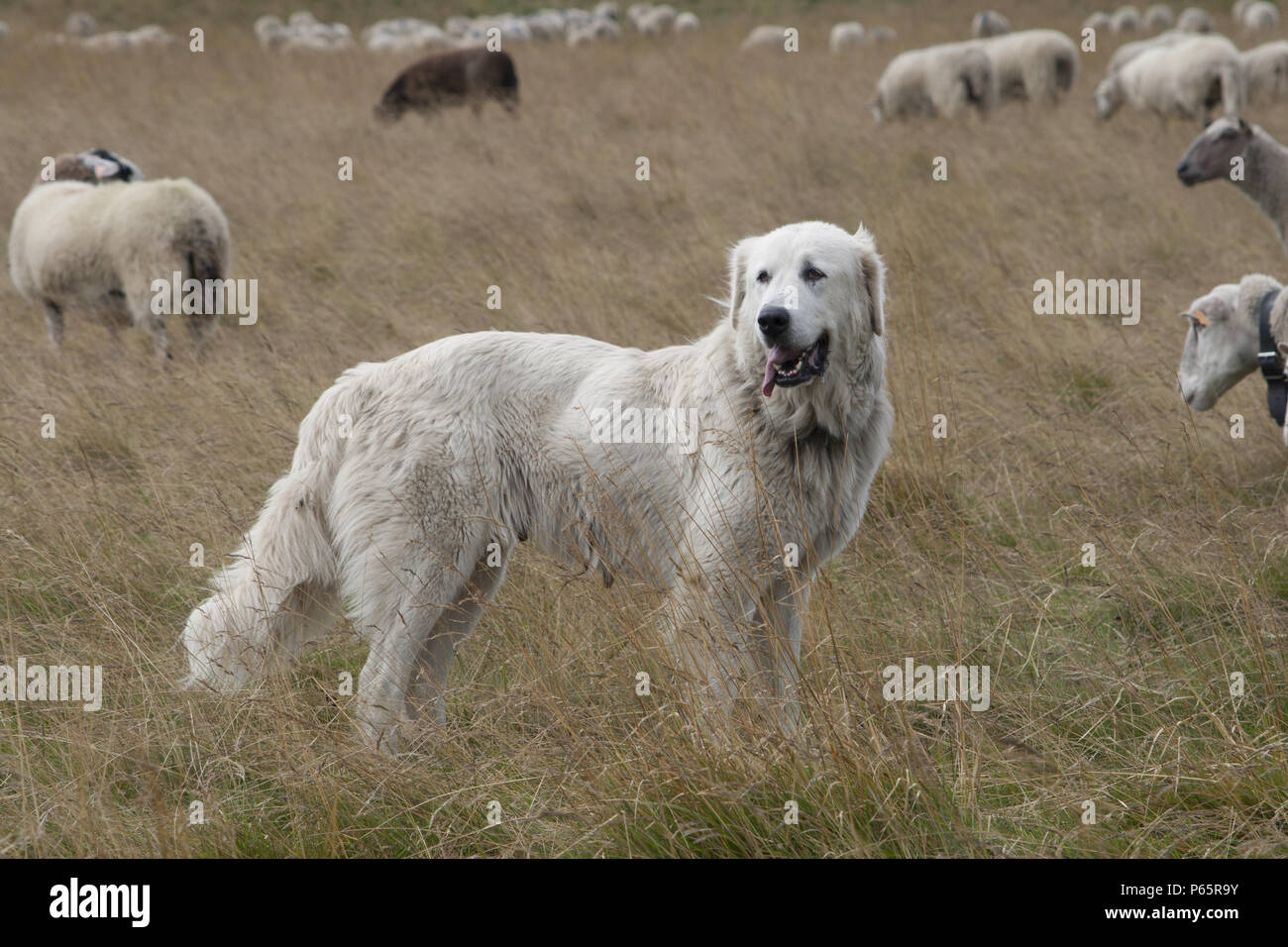 Shepherd dog herd sheep hi-res stock photography and images - Alamy