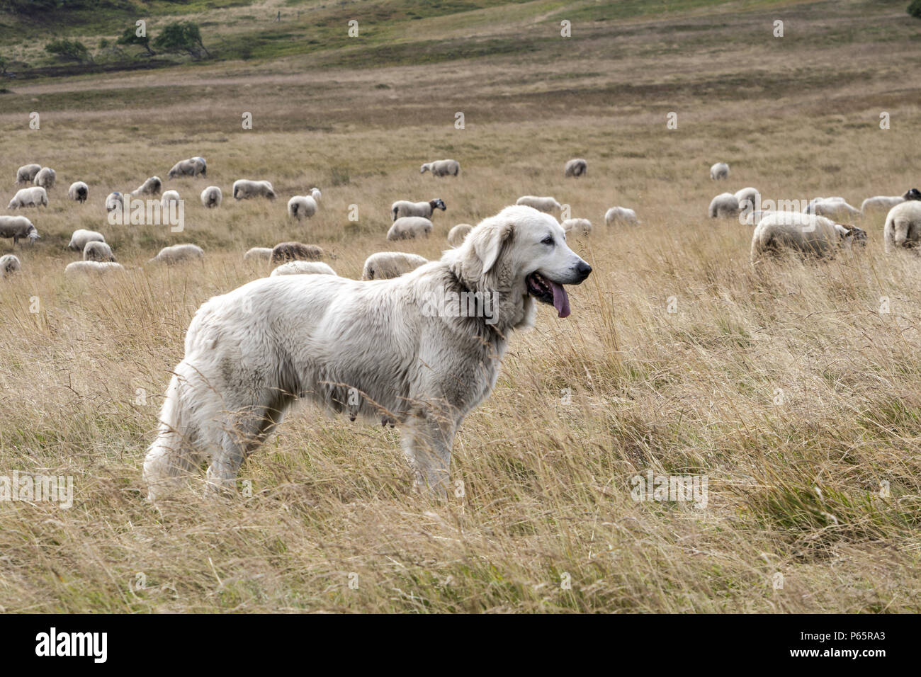 Dog guarding sheep herd hi-res stock photography and images - Alamy
