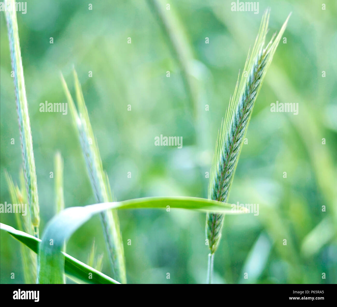 Cereal rye field hi-res stock photography and images - Alamy