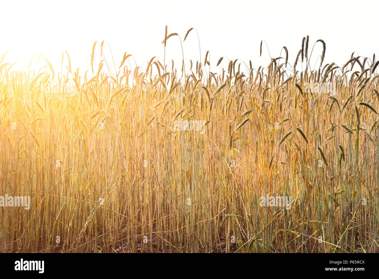 Golden field scenery hi-res stock photography and images - Alamy