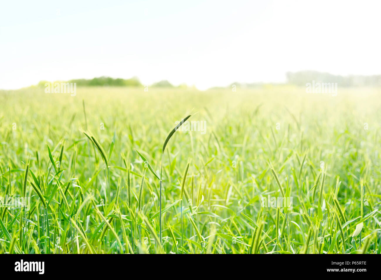 Green grass field foreground hi-res stock photography and images - Alamy