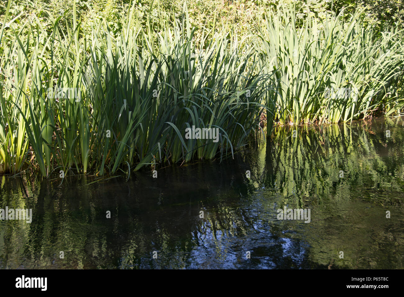 Hardy country and dorset hi-res stock photography and images - Alamy