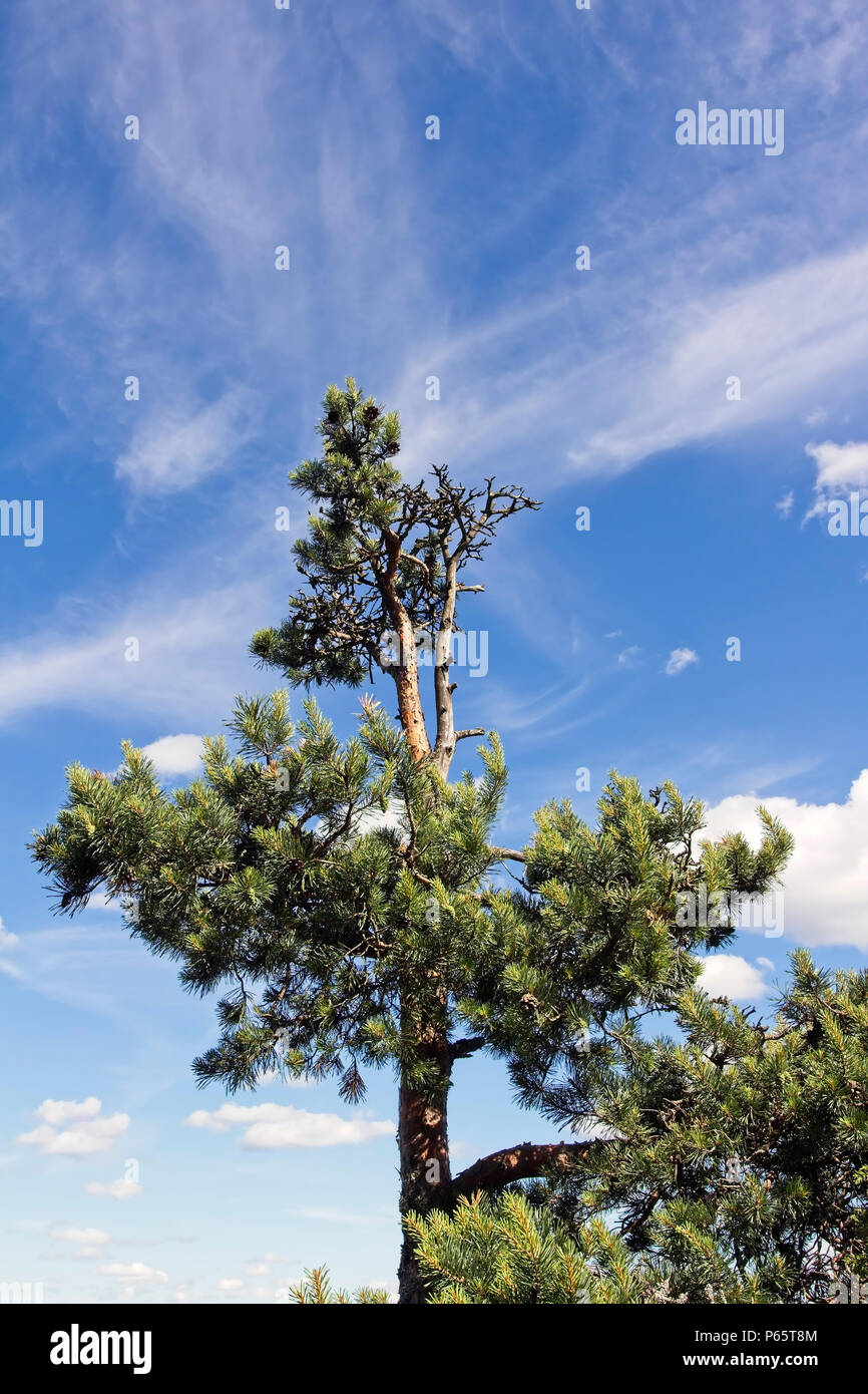 Pine tree top hi-res stock photography and images - Alamy