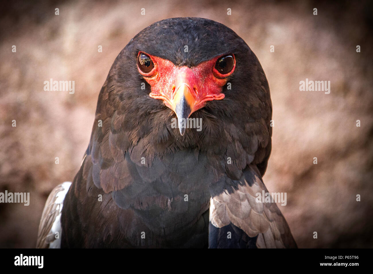 Bataleur hi-res stock photography and images - Alamy