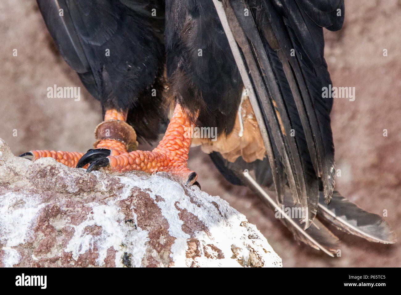 Bataleur hi-res stock photography and images - Alamy