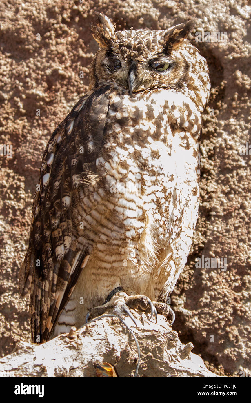 Spotted Eagle Owl - rescued Stock Photo - Alamy