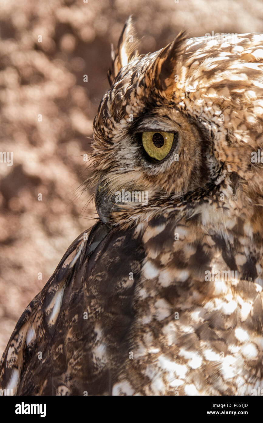 Namibia spotted eagle owl hi-res stock photography and images - Alamy