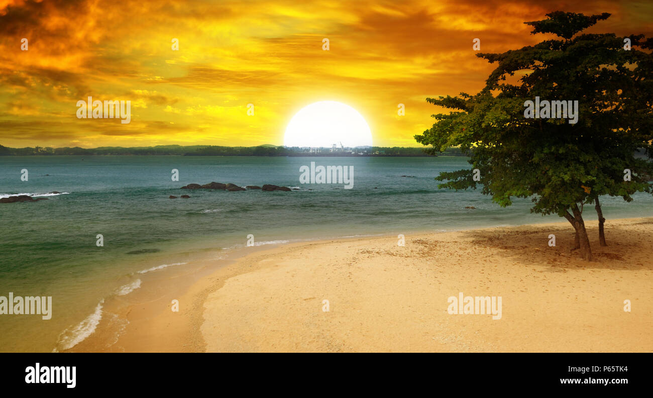 sea beach, a tree and a fantastic sunset Stock Photo - Alamy