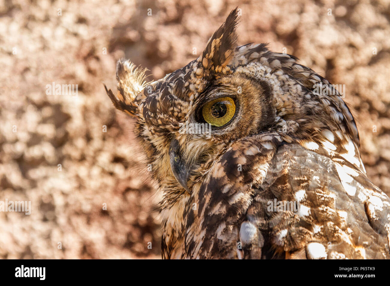Namibia spotted eagle owl hi-res stock photography and images - Alamy