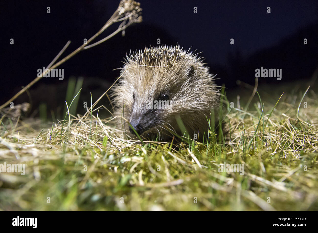 Hedgehog at night Stock Photo - Alamy