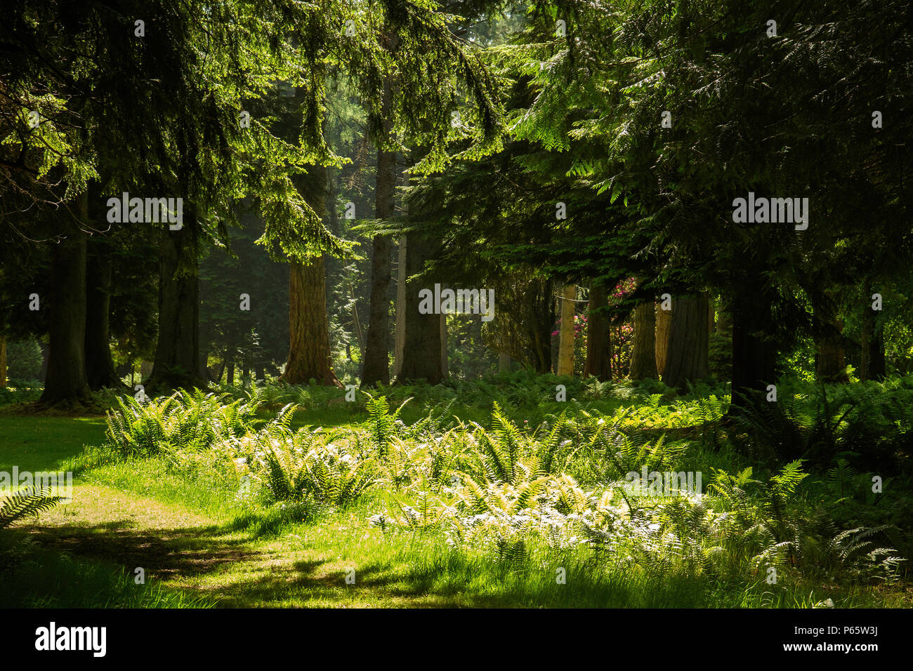 Scottish pine forest with Leptosporangiate ferns and the sun streaming ...