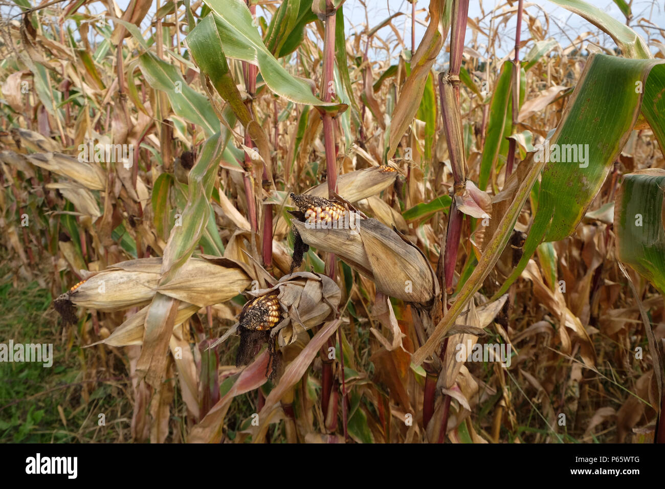 Corn field at autumn Stock Photo - Alamy