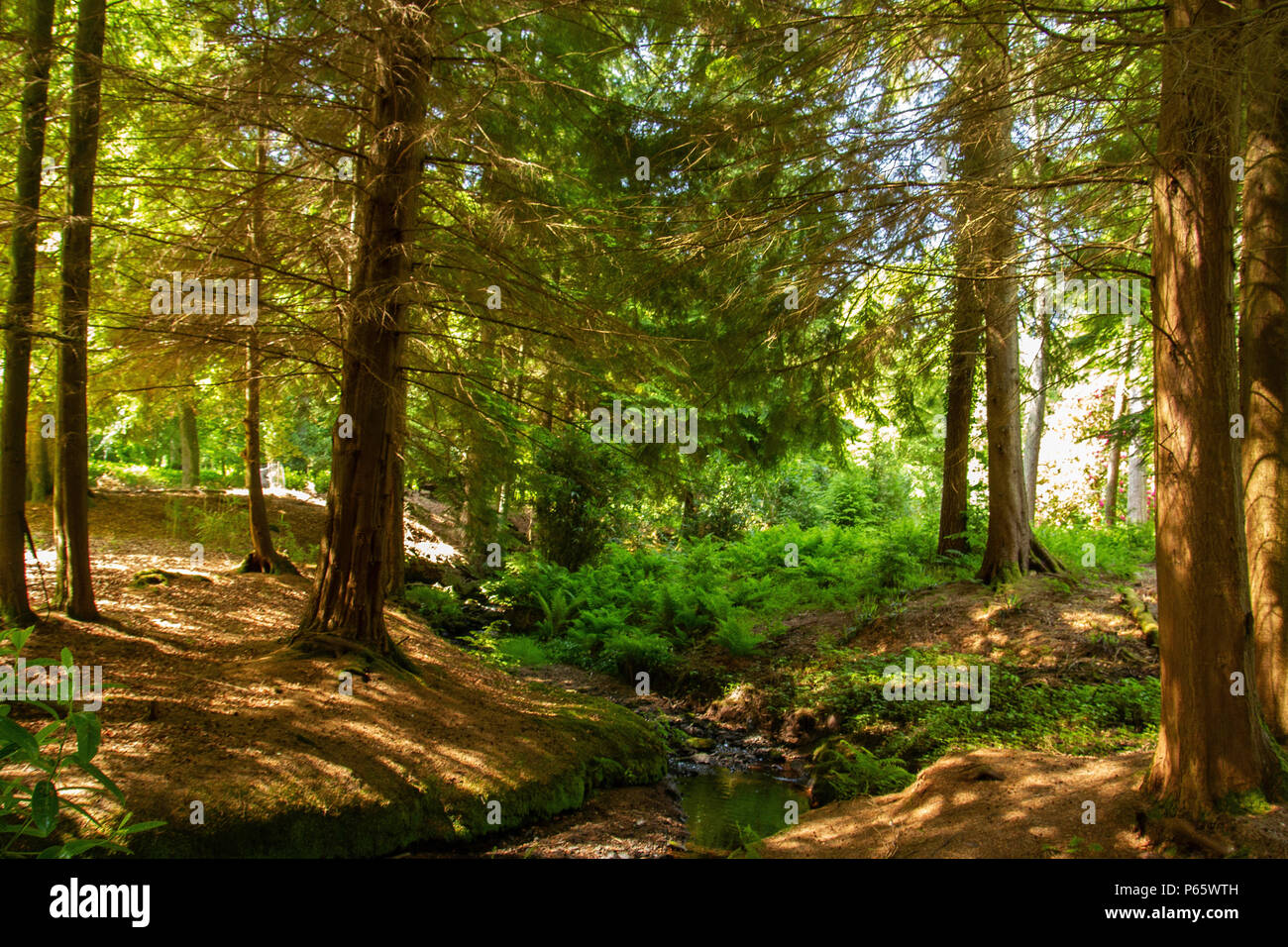 Scottish pine forest with Leptosporangiate ferns and the sun streaming ...