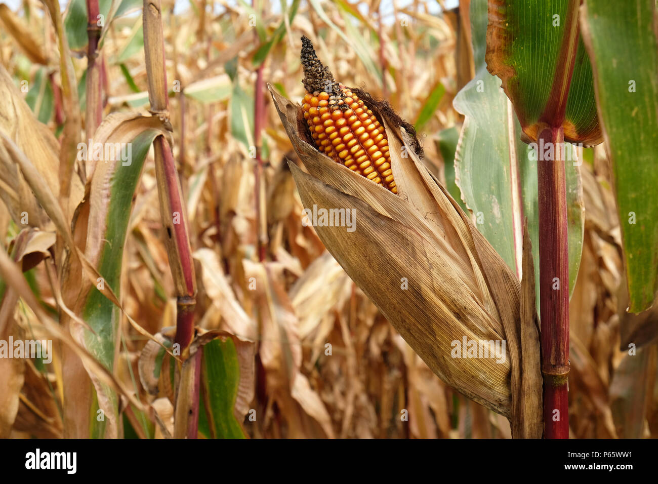Autumn yield hi-res stock photography and images - Alamy