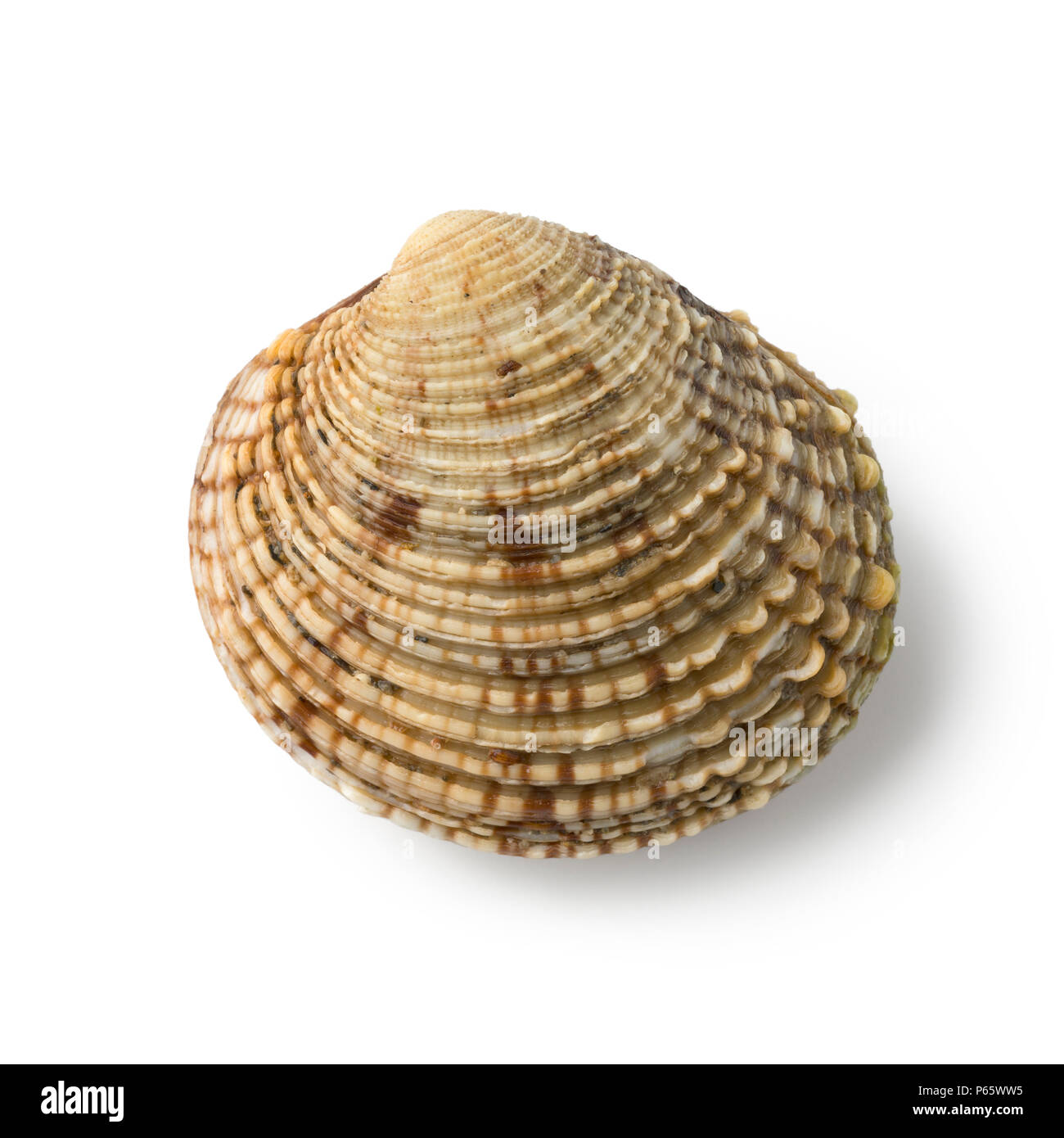 Clam shape hi-res stock photography and images - Alamy