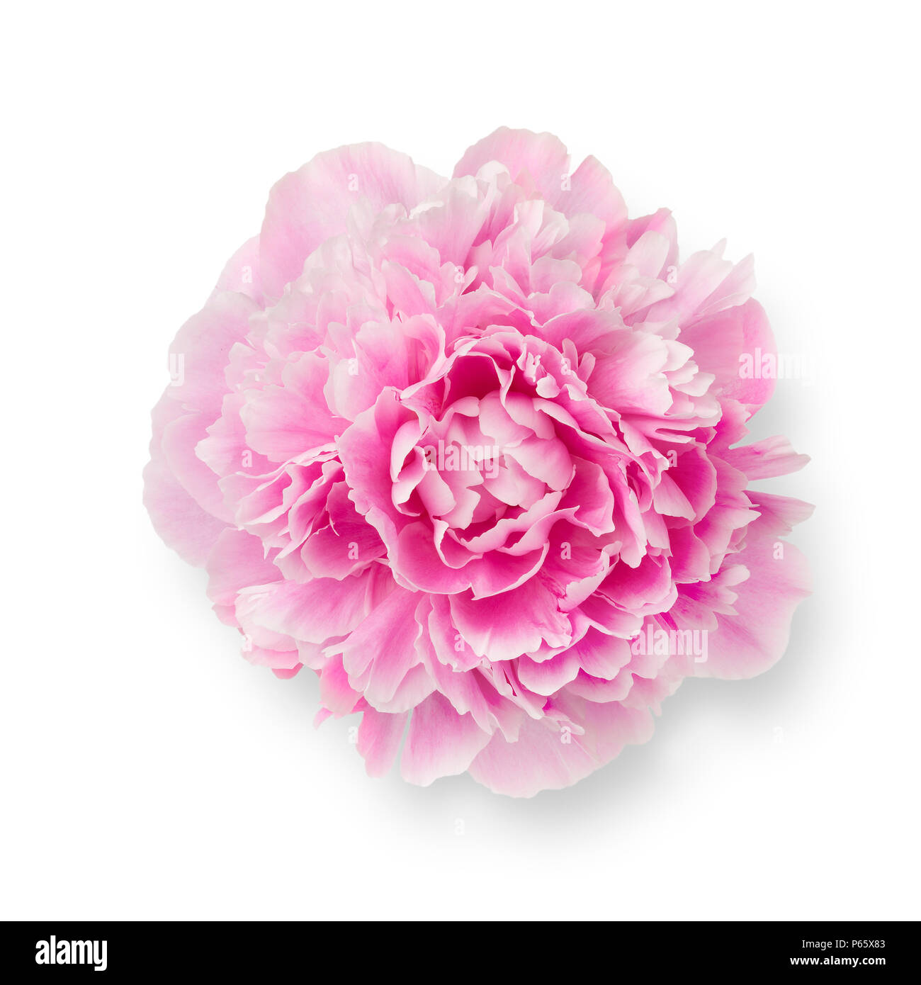 Single fresh pink peony flower isolated on white background Stock Photo ...