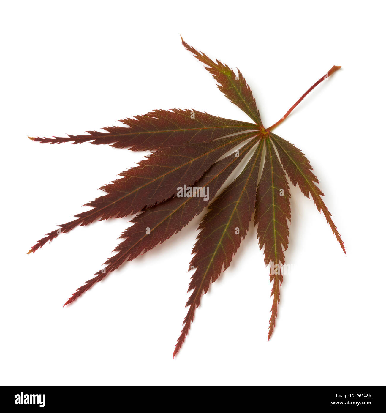 Acer palmatum close up spring Cut Out Stock Images & Pictures - Alamy