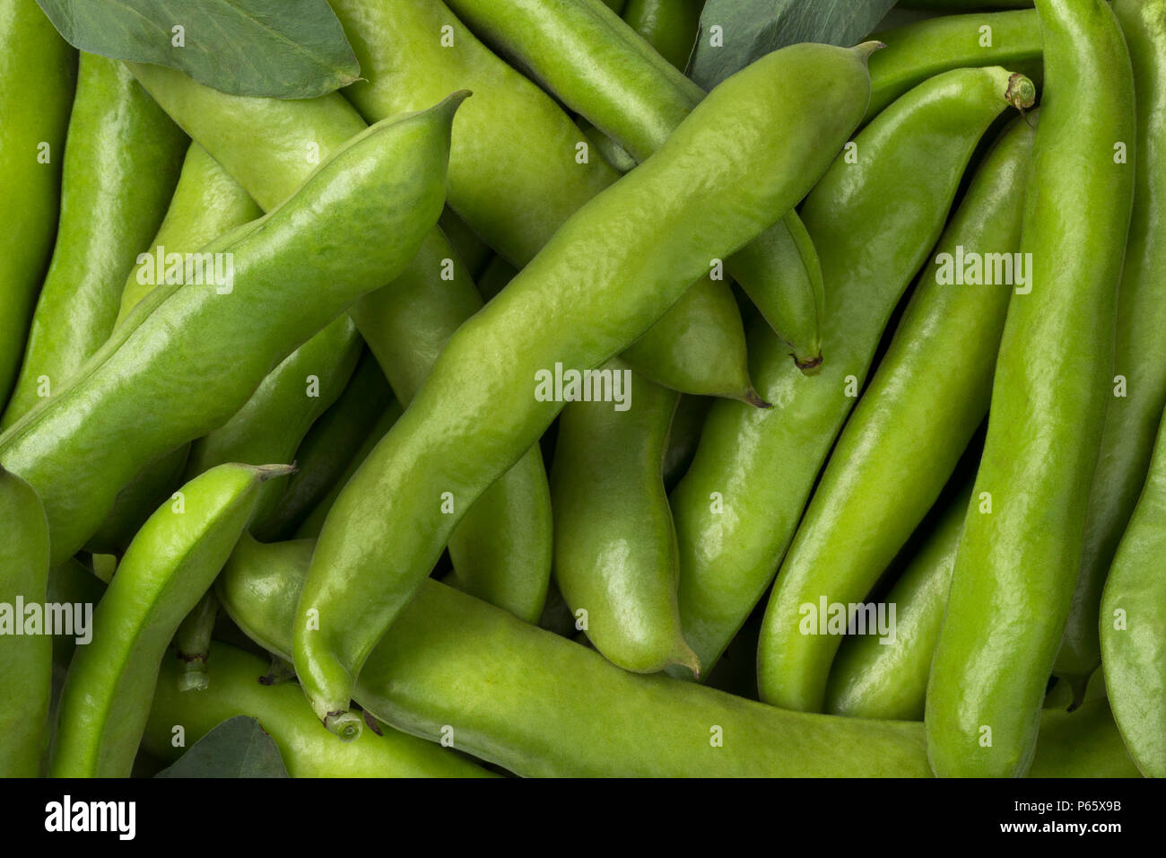 Fresh raw broad beans in the pod close up full frame Stock Photo - Alamy