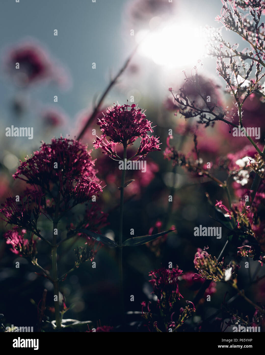 Natural Set 01 Stock Photo - Alamy