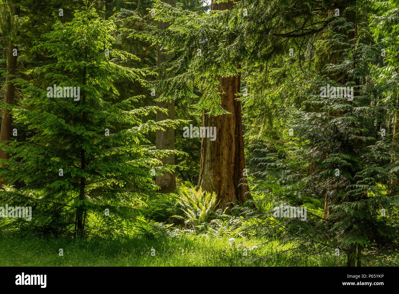 Scottish pine forest with Leptosporangiate ferns and the sun streaming ...