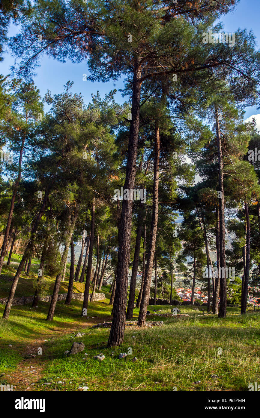 Orias hi-res stock photography and images - Alamy