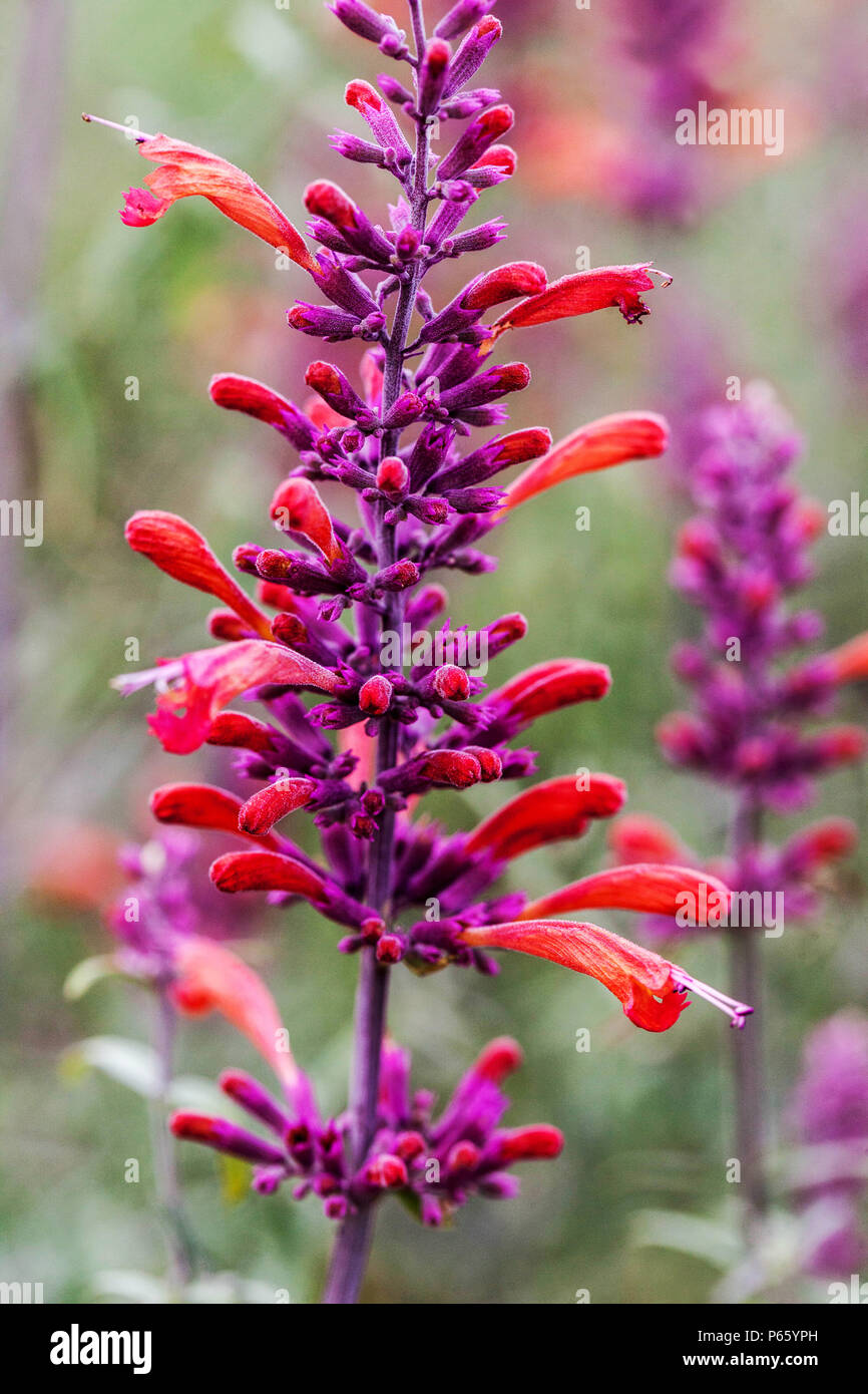 Threadleaf giant hyssop, Agastache rupestris Stock Photo - Alamy