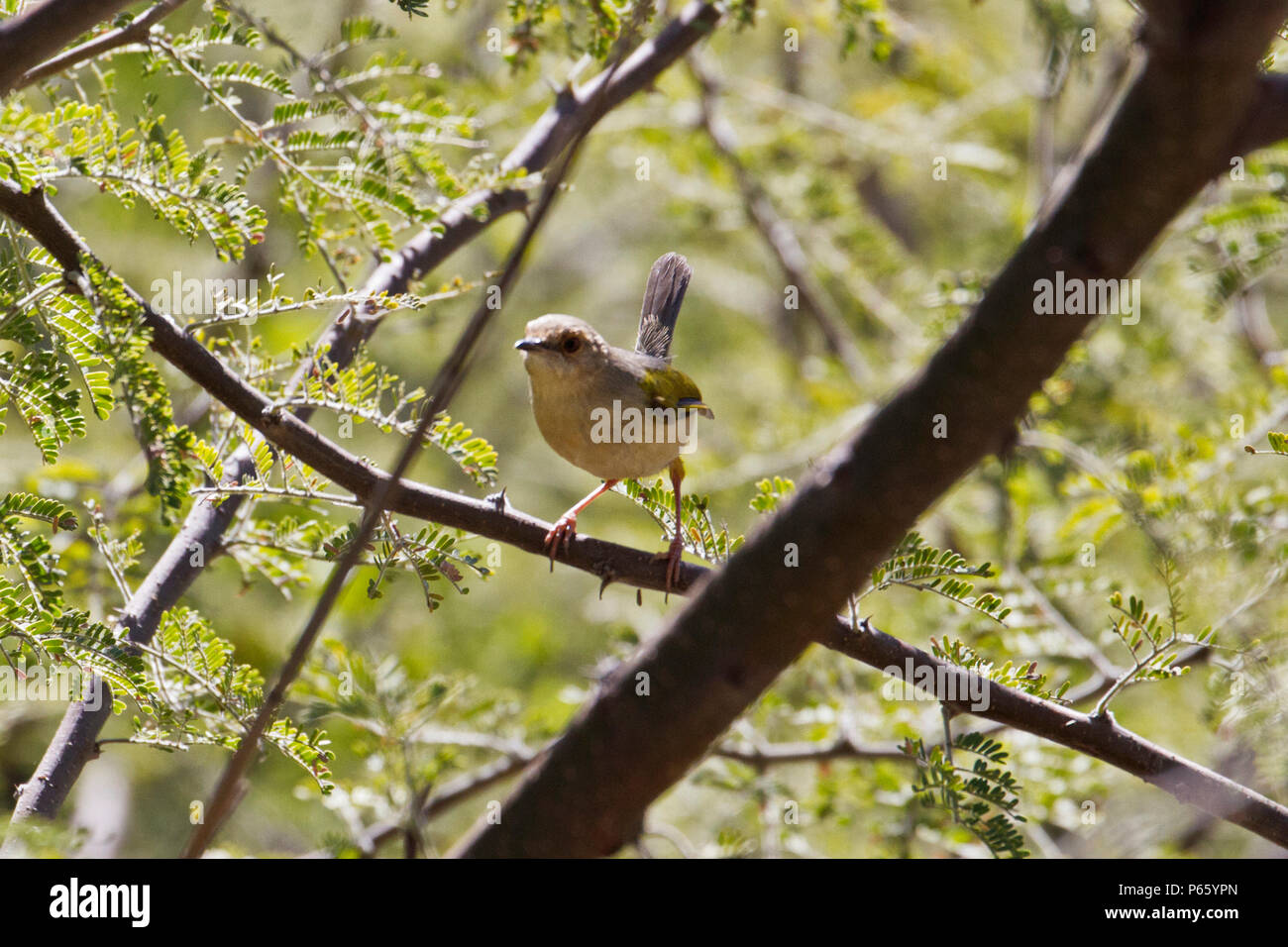 Camaroptera brevicaudata hi-res stock photography and images - Alamy