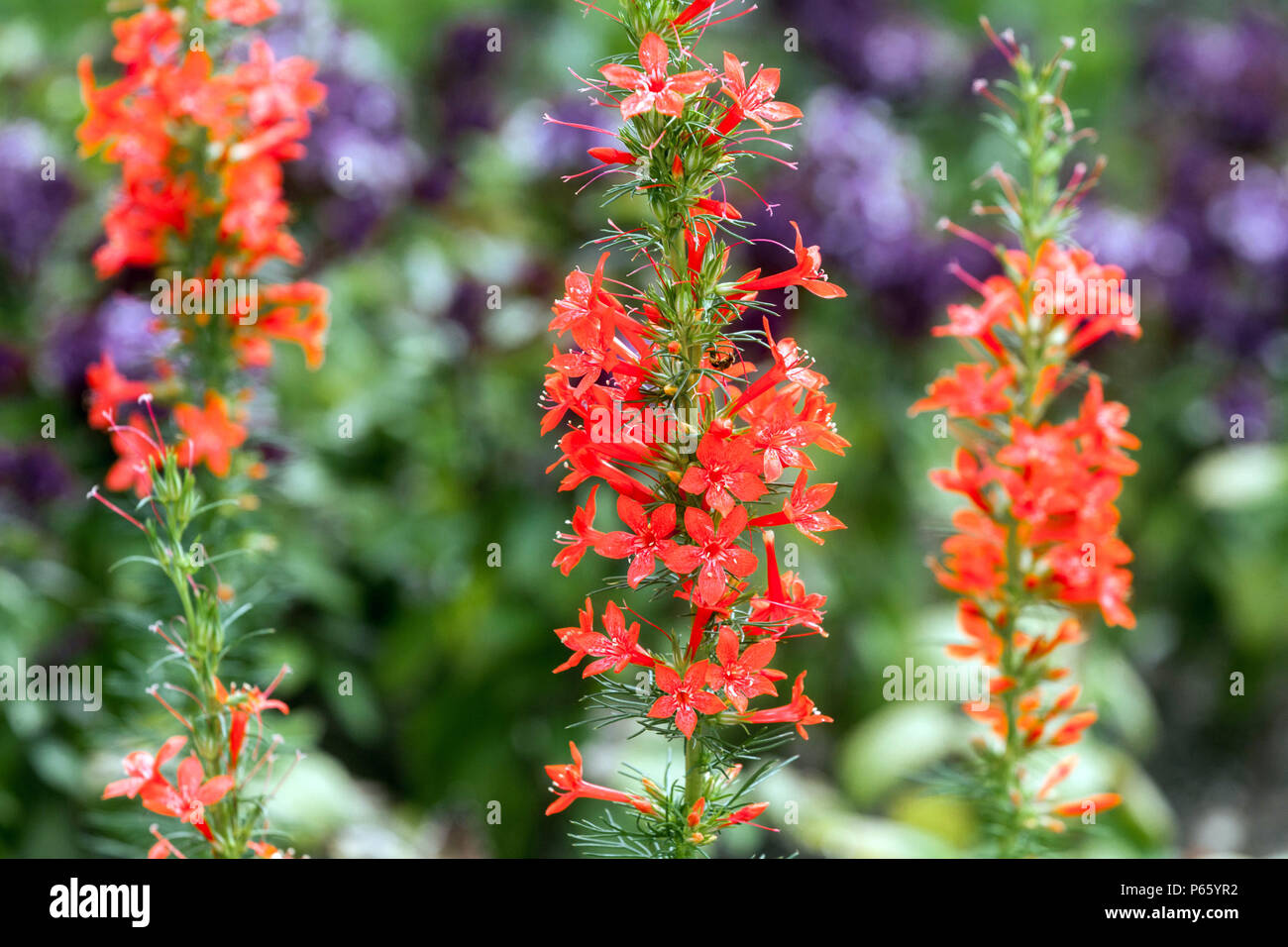 Standing Cypress, Ipomopsis rubra Stock Photo - Alamy