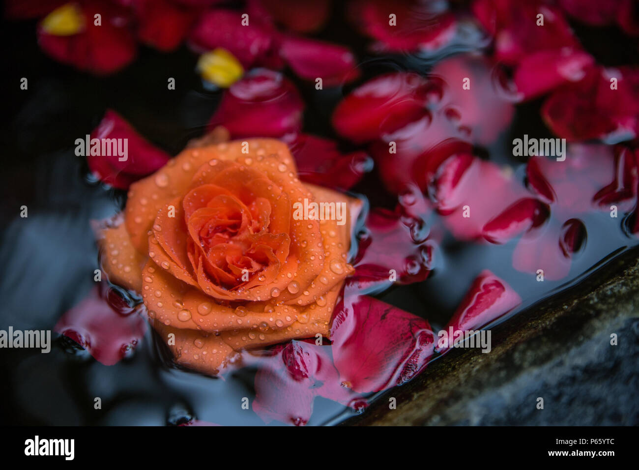 Calm, Beautiful, Relaxing, Rose Stock Photo - Alamy