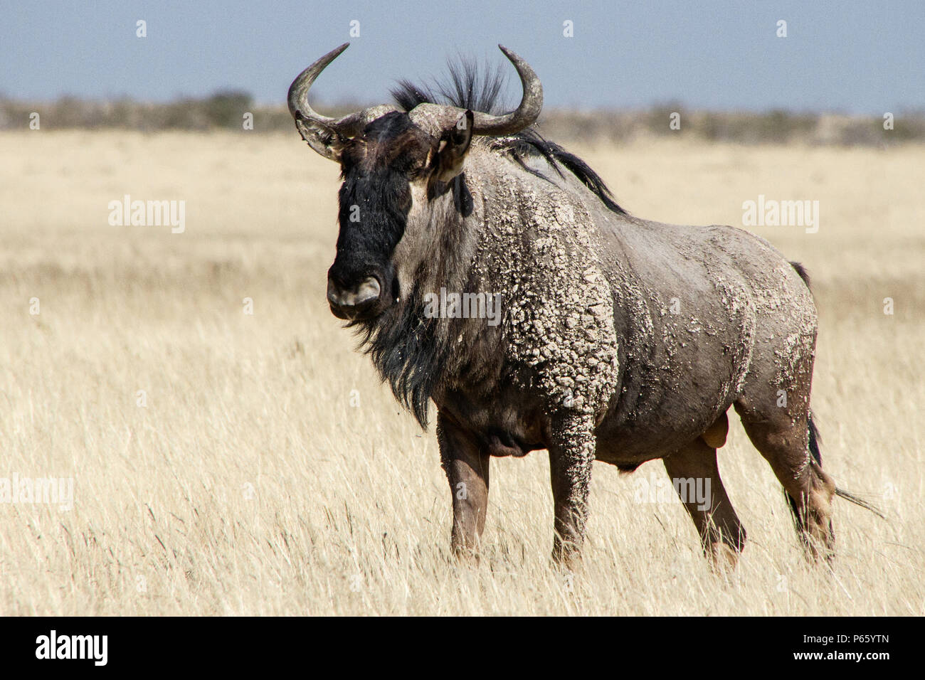 Lone, Mud-caked Blue Wildebeest bull in Etosha savanna grassland Stock ...