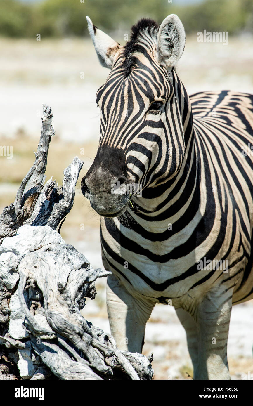 Dead zebra hi-res stock photography and images - Alamy