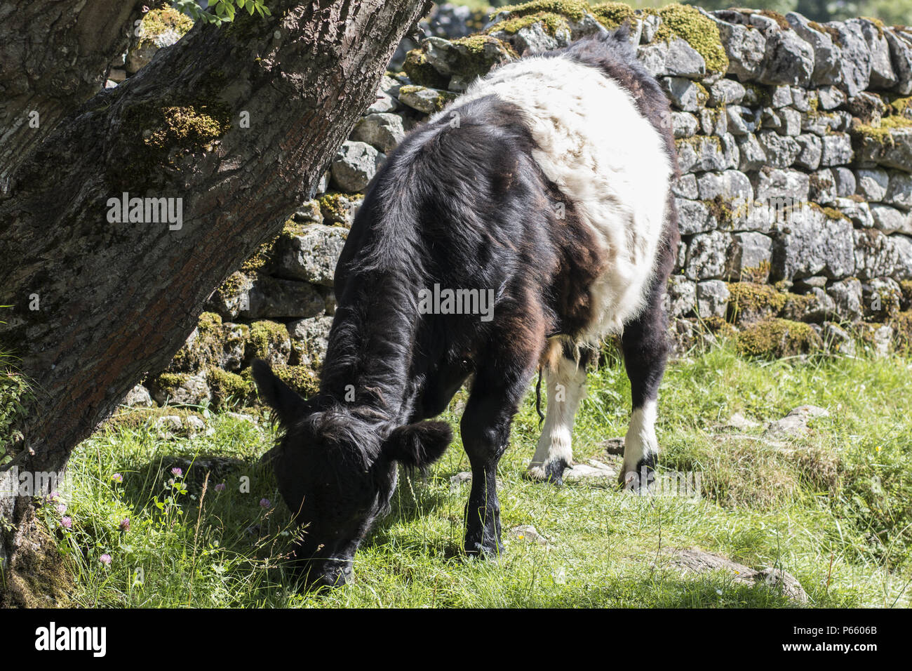 Belted galloway female hi-res stock photography and images - Alamy