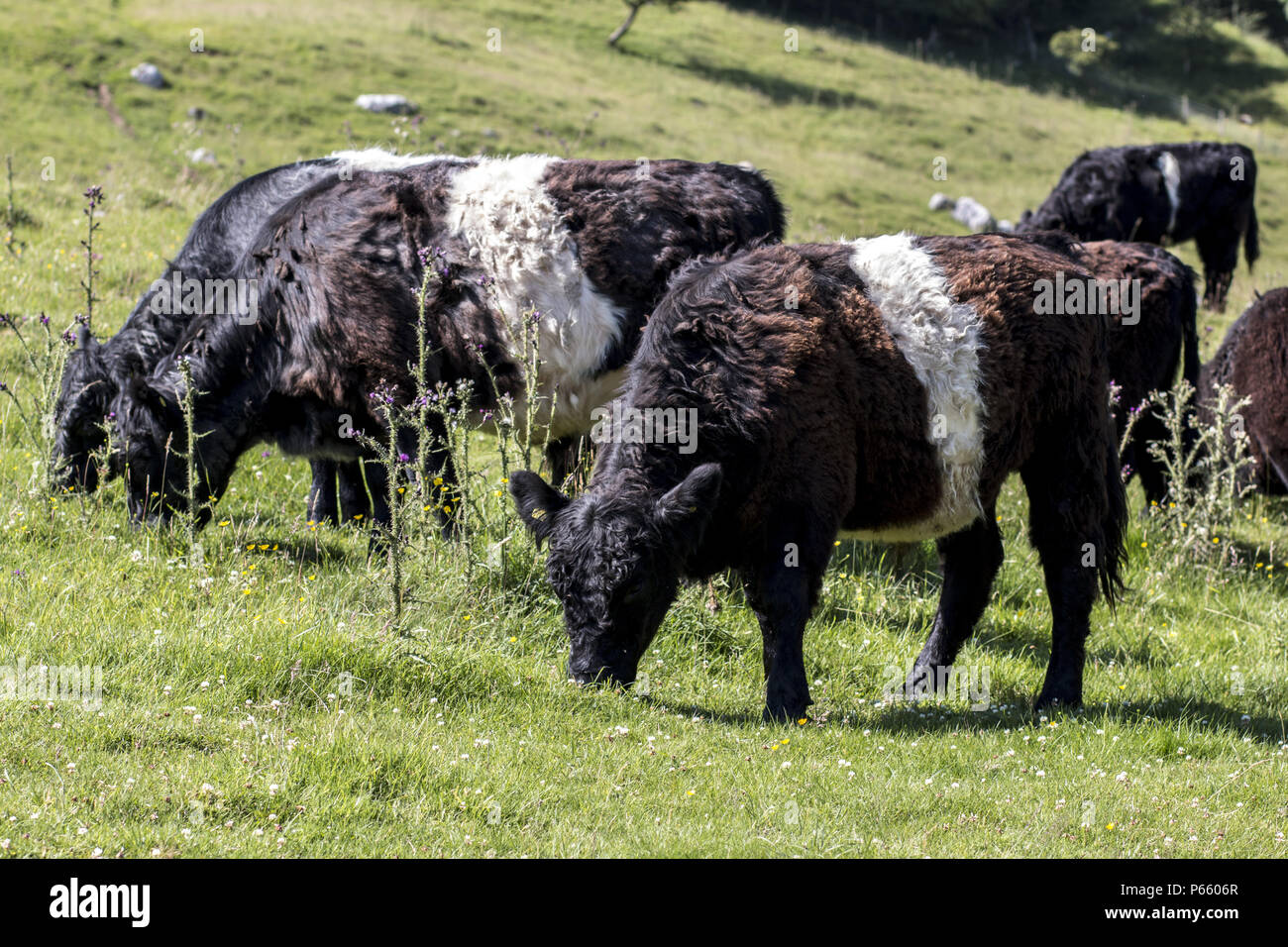 Female belted galloway hi-res stock photography and images - Alamy