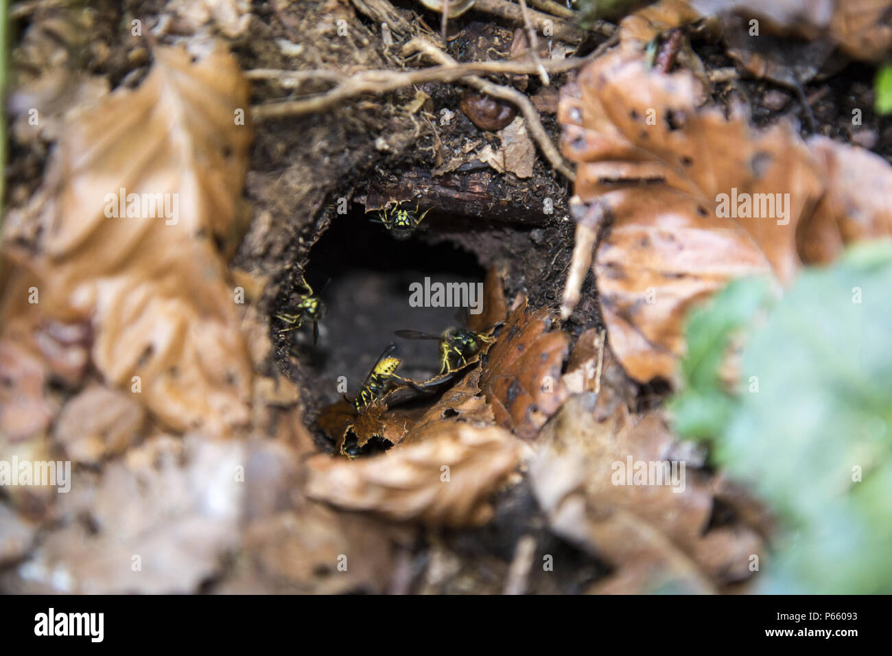 Wesp hi-res stock photography and images - Alamy