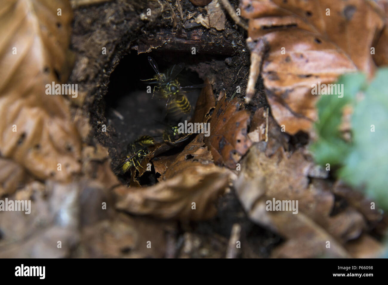 wesp in the earth Stock Photo - Alamy