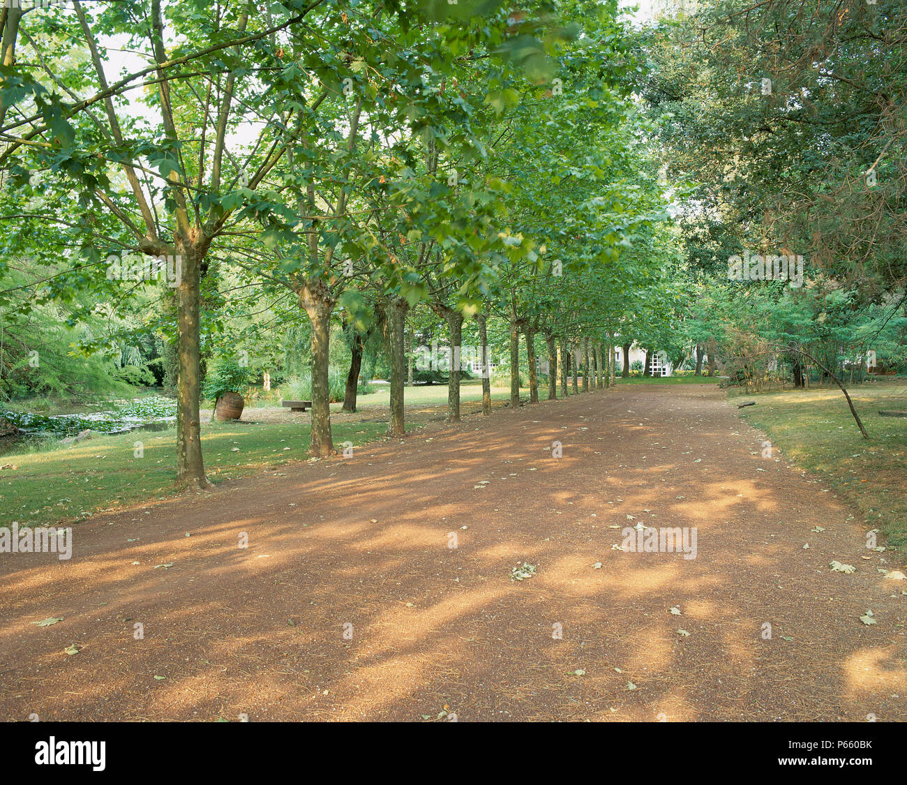 View of trees growing alongside a walkway Stock Photo - Alamy
