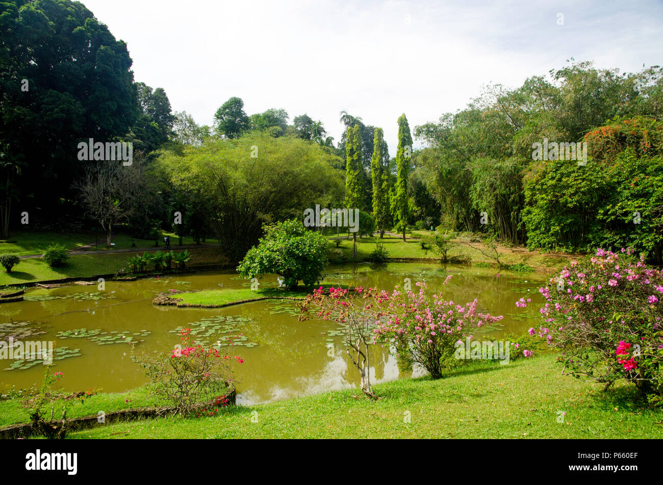 Peradeniya Botanical Gardens, Kandy, Sri Lanka Stock Photo - Alamy