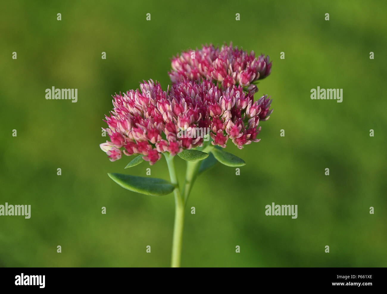 Crassulaceous hi-res stock photography and images - Alamy