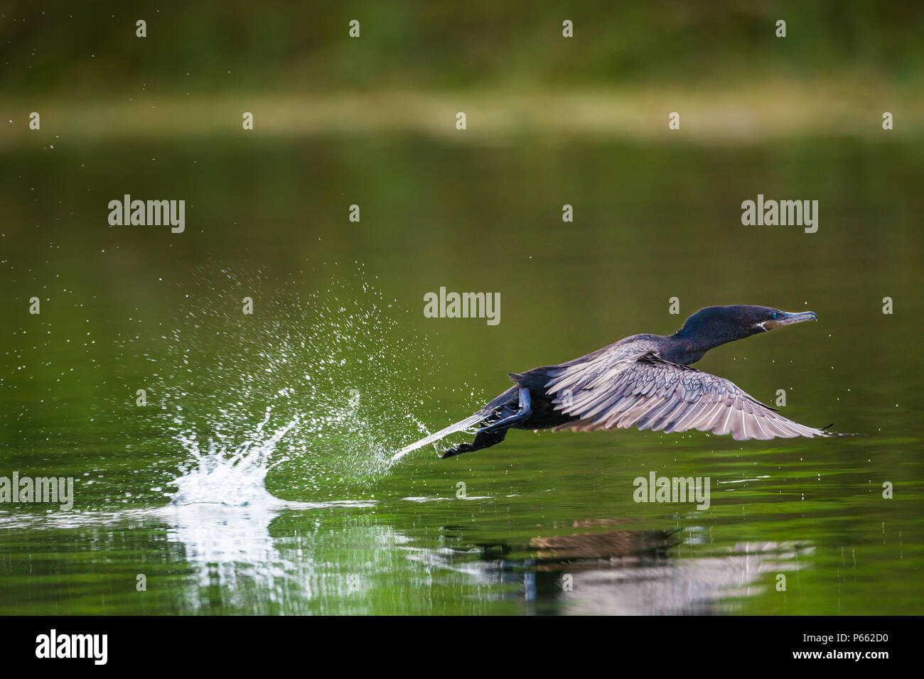 Neotropic Cormorant, Phalacrocorax brasilianus, in flight over bayano ...