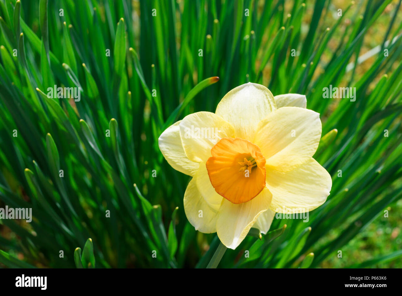 Single daffodil, yellow against green stems Stock Photo - Alamy