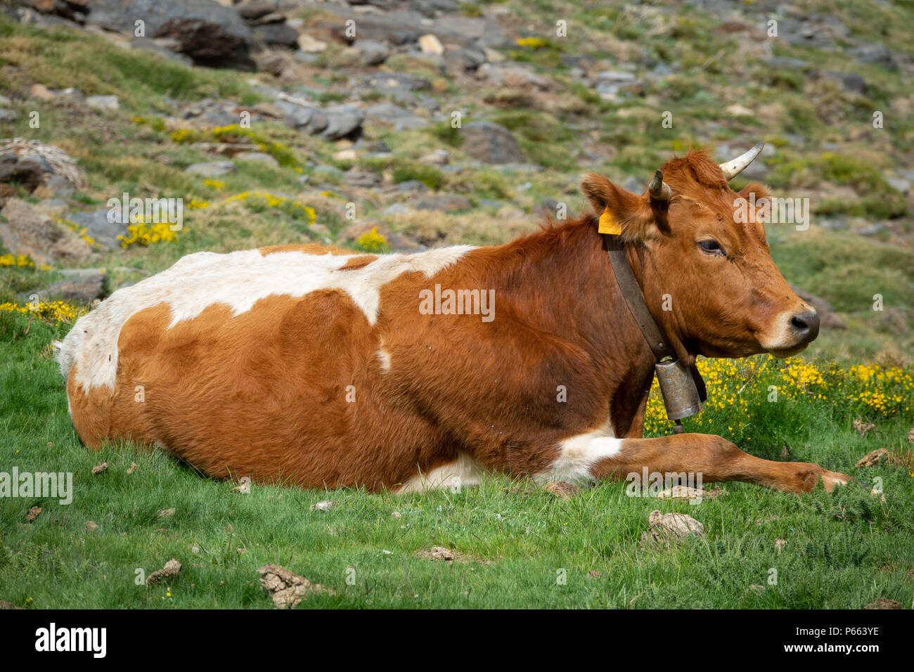 Brown and white cow laid down Stock Photo - Alamy