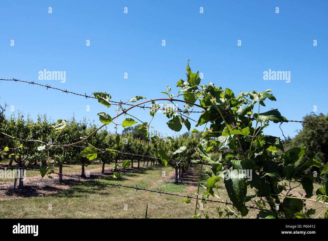 Creeping vine twisted along barbed wire Stock Photo - Alamy