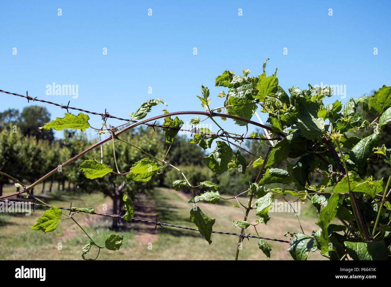 Creeping wire vine hi-res stock photography and images - Alamy