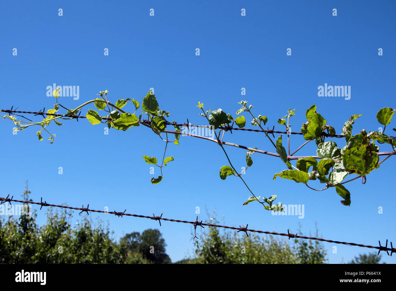 Creeping vine twisted along barbed wire Stock Photo - Alamy