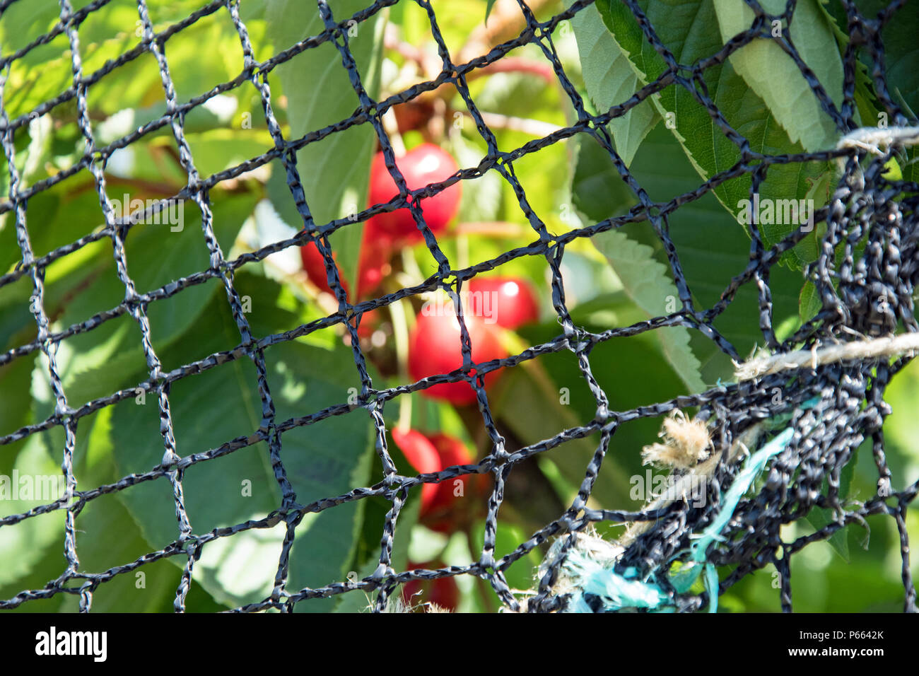 Protecting cherry crop hi-res stock photography and images - Alamy