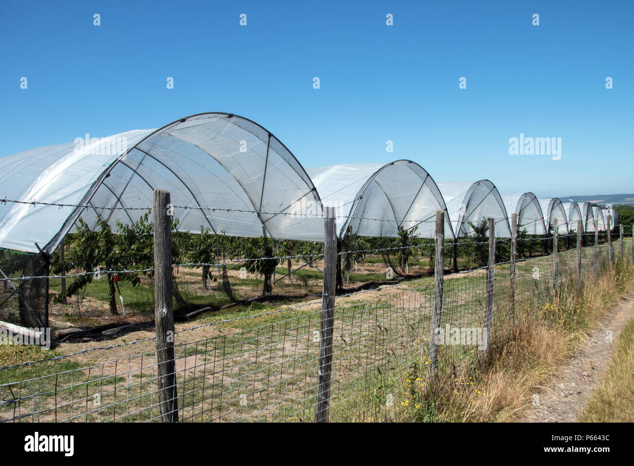 Cherry orchard in Kent, England, UK Stock Photo - Alamy