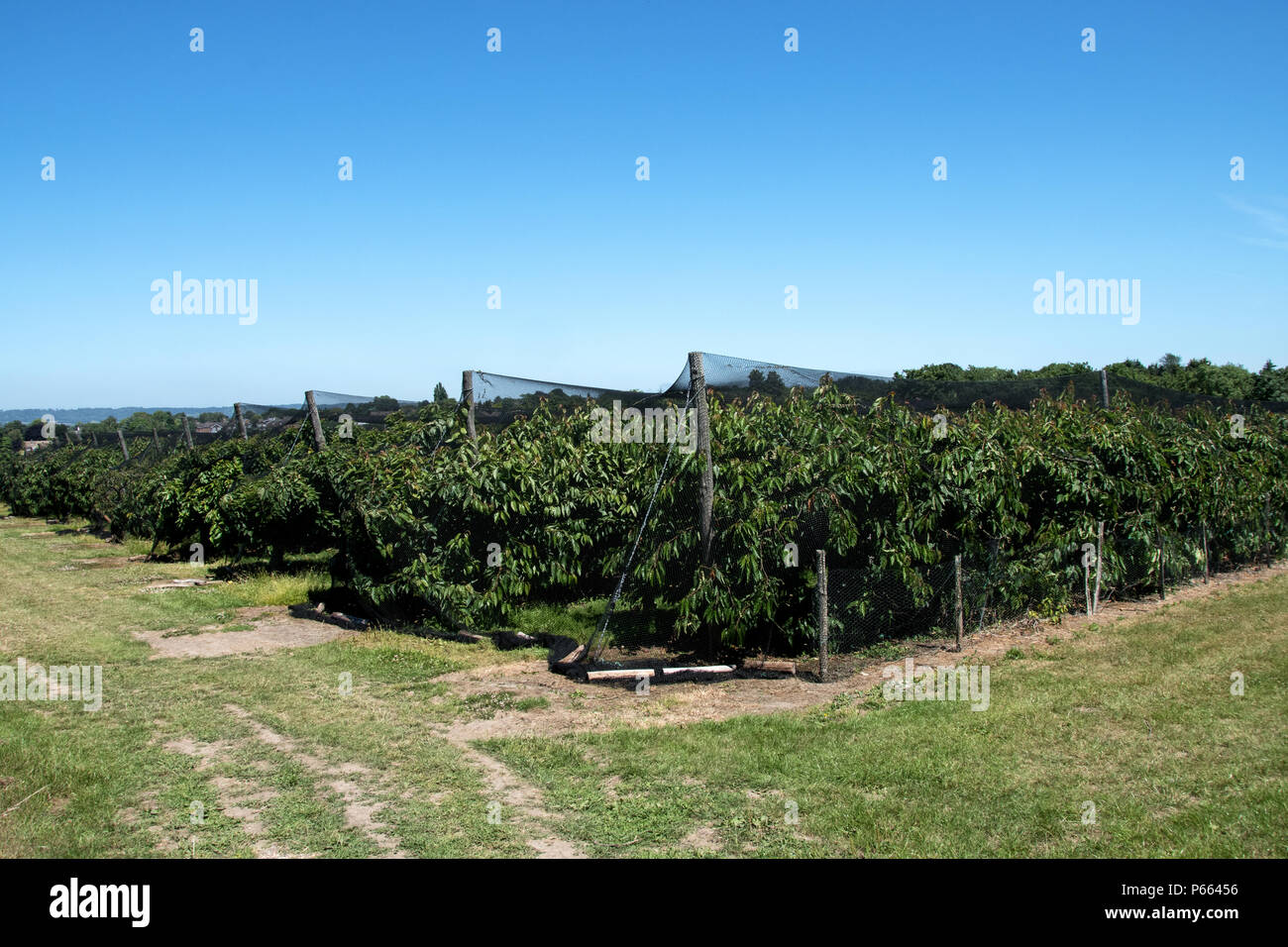 Harvest time kent england uk hi-res stock photography and images - Alamy