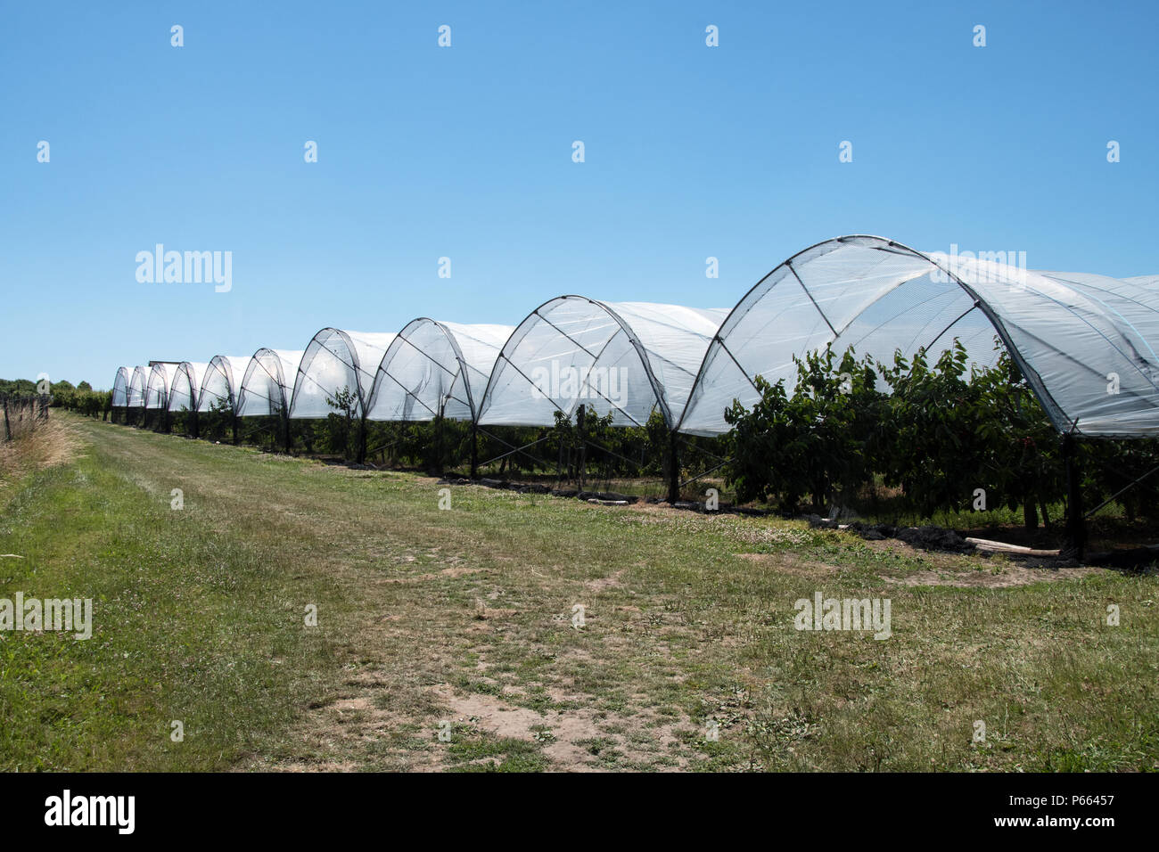Cherry orchard in Kent, England, UK Stock Photo - Alamy